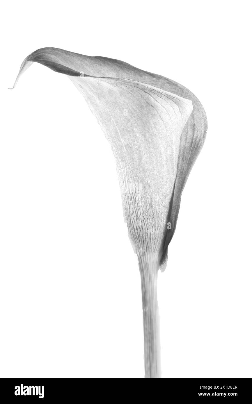 A single Calla Lily stands isolated against a stark white background ...