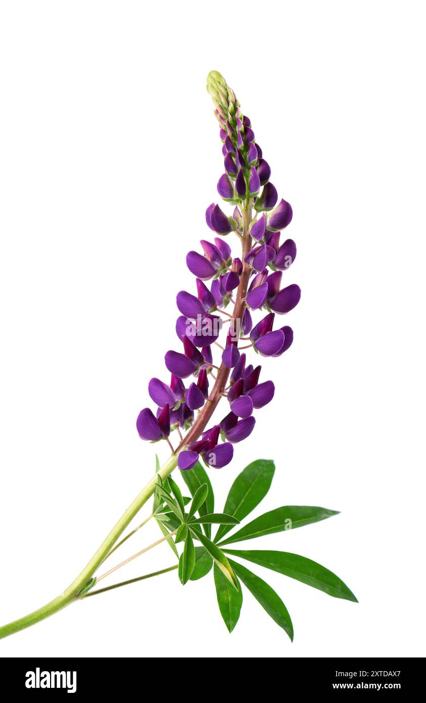 Purple lupine flowers isolated on white background. Bunch of colorful ...