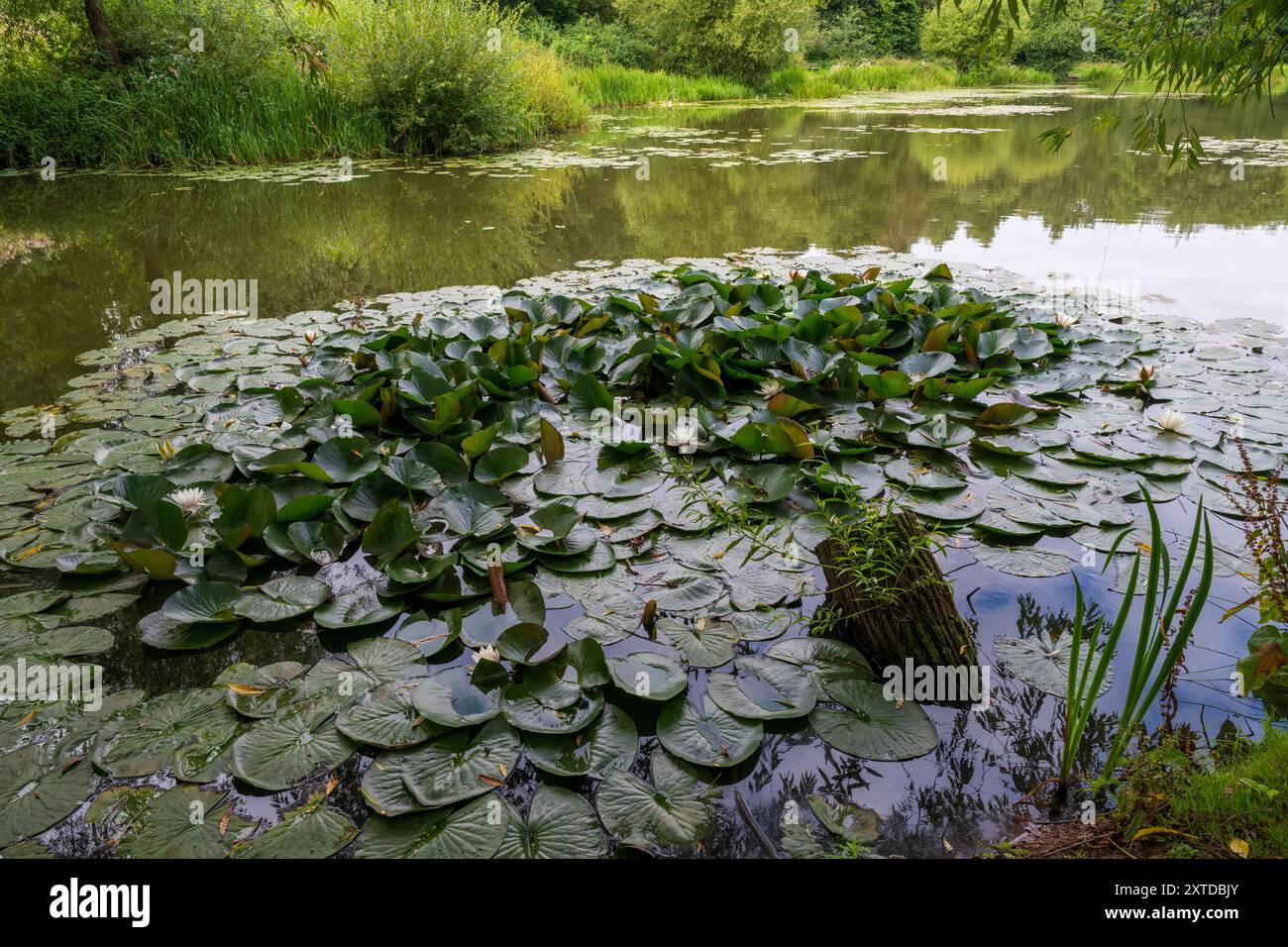 Lilies in flower floating on the surface of a large pond in the English ...