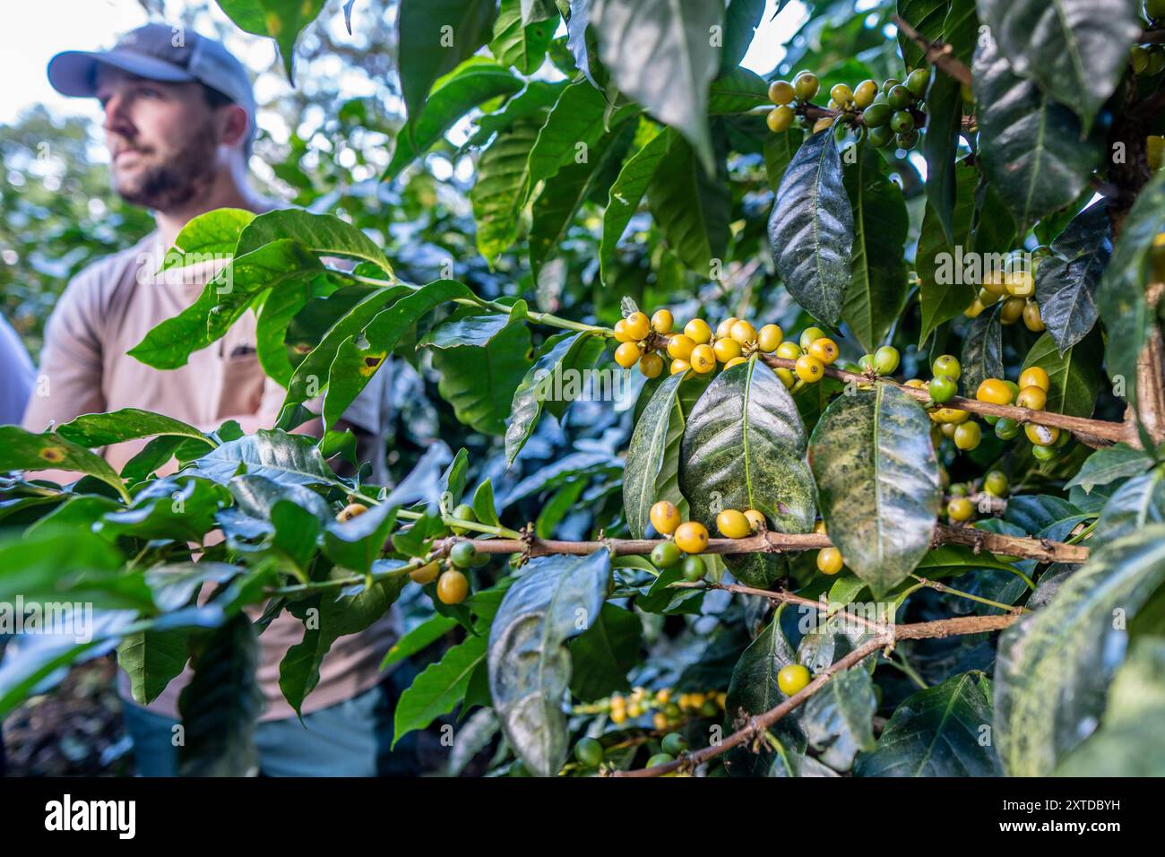Panama Study Tour, Coffee Farm (Finca Don Pepe Stock Photo - Alamy