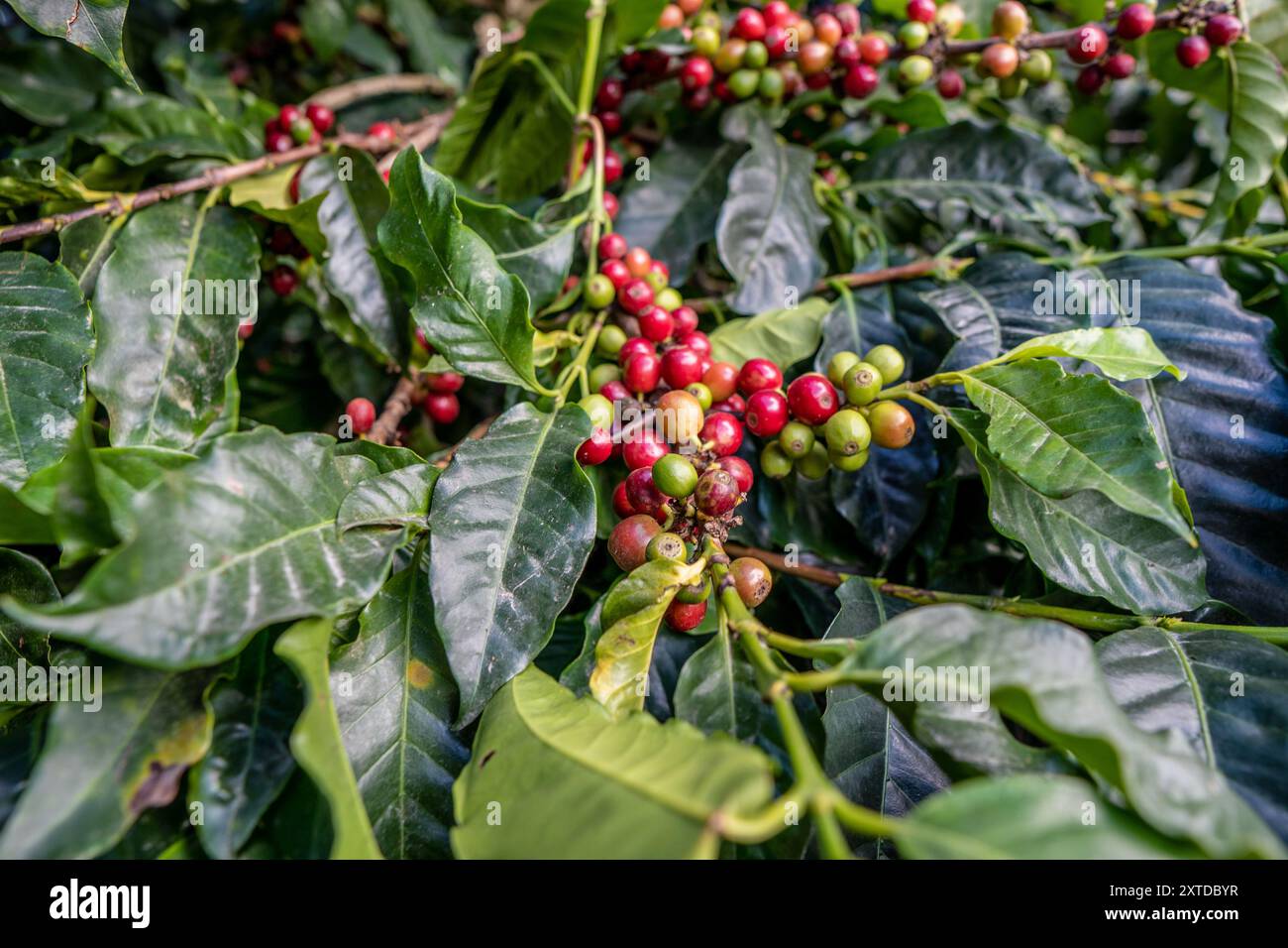 Coffee Farm (Finca Don Pepe), Panama Stock Photo - Alamy