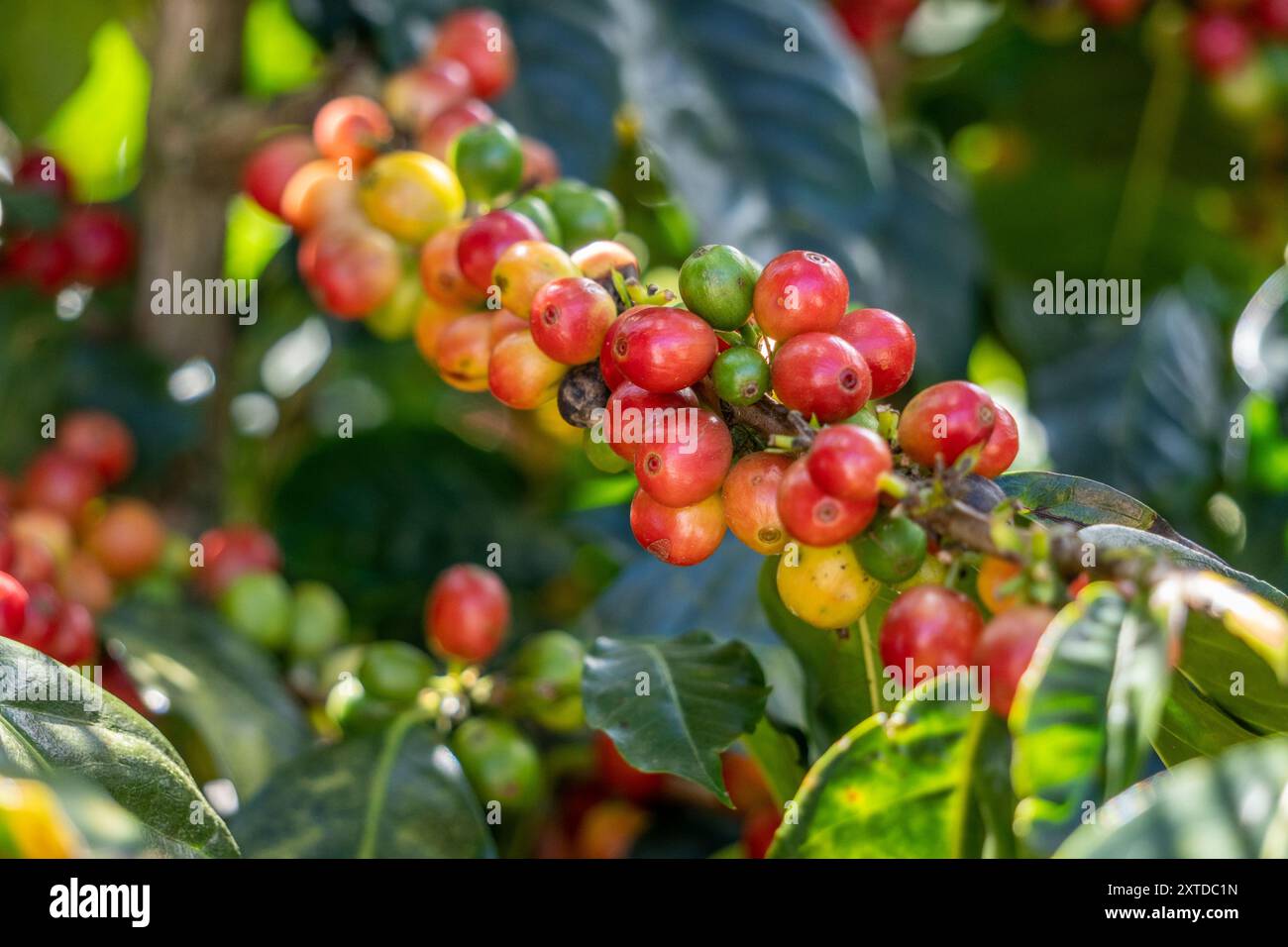 Panama Tour, Coffee Farm (Finca Don Pepe Stock Photo - Alamy
