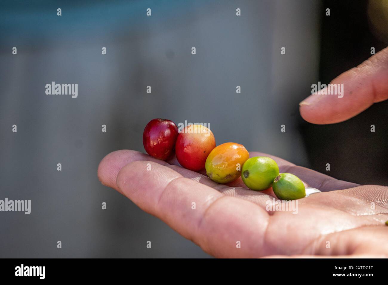 Farmer holding product from Coffee Farm (Finca Don Pepe), Panama Stock ...