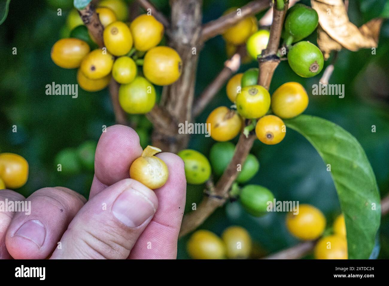 Farmer holding product from Coffee Farm (Finca Don Pepe), Panama Stock ...