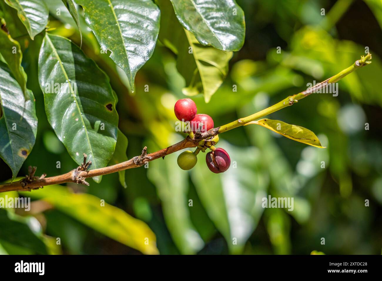 Coffee Farm (Finca Don Pepe), Panama Stock Photo - Alamy