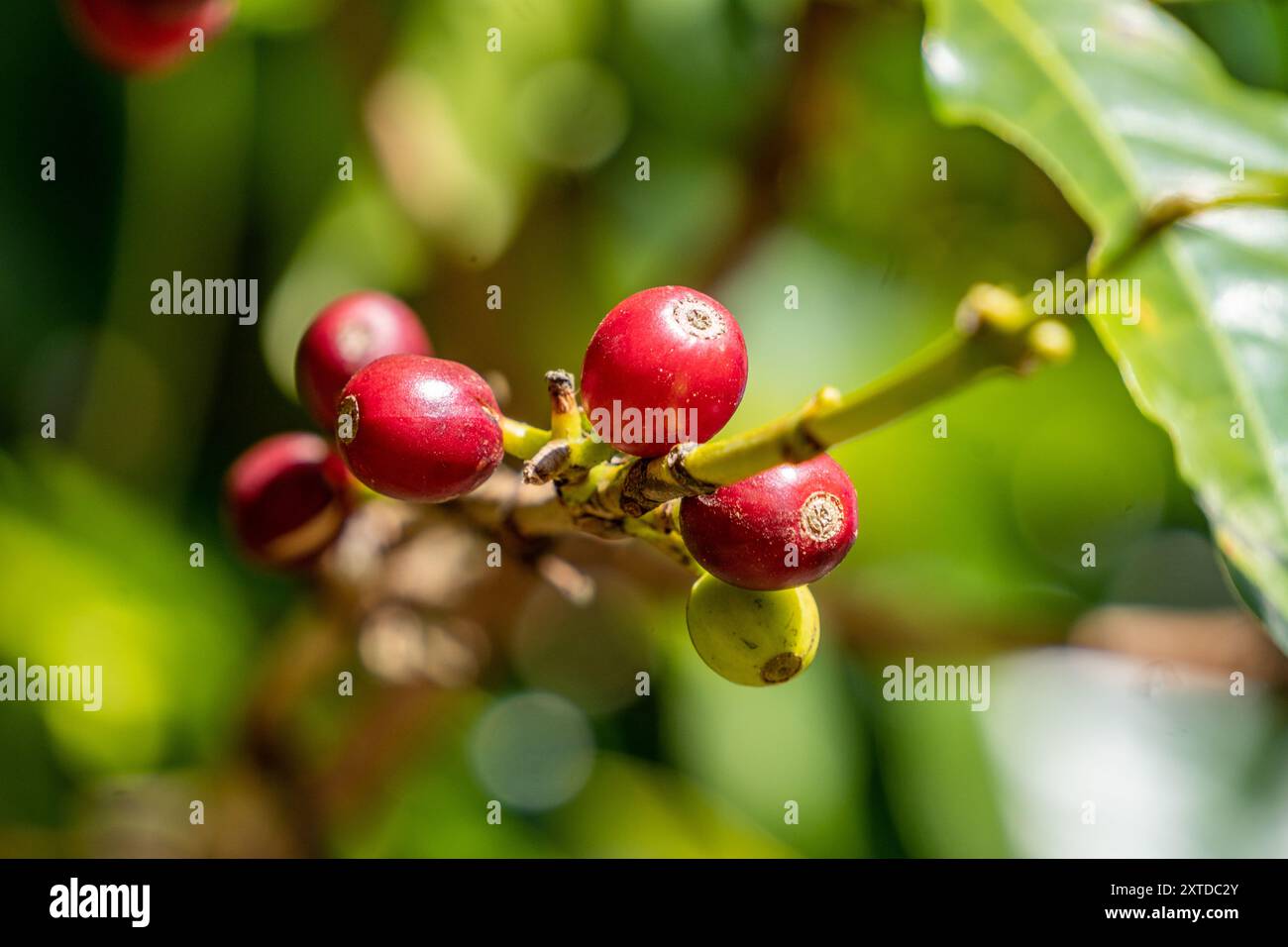 Coffee Farm (Finca Don Pepe), Panama Stock Photo - Alamy