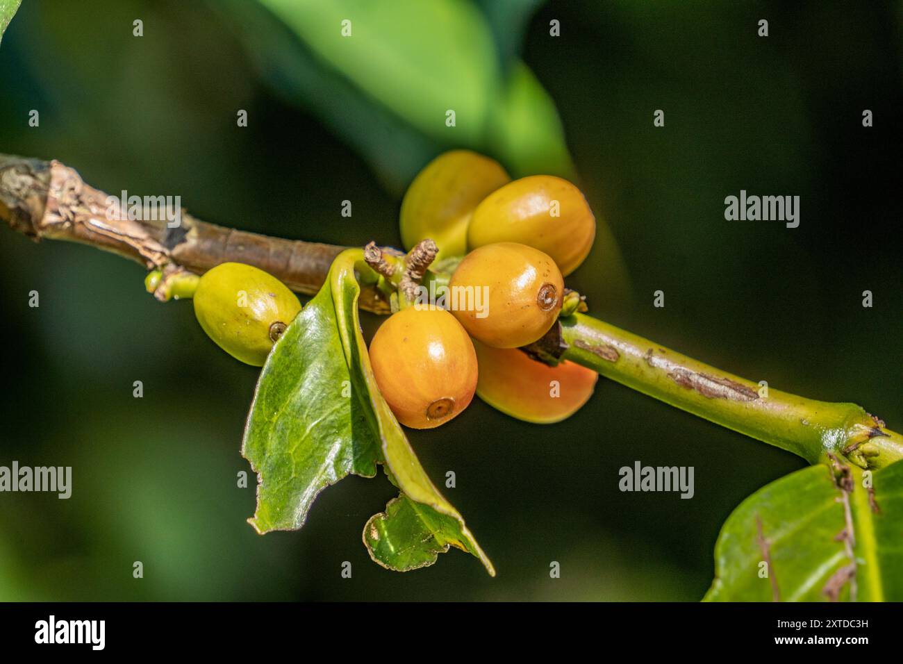 Coffee Farm (Finca Don Pepe), Panama Stock Photo - Alamy