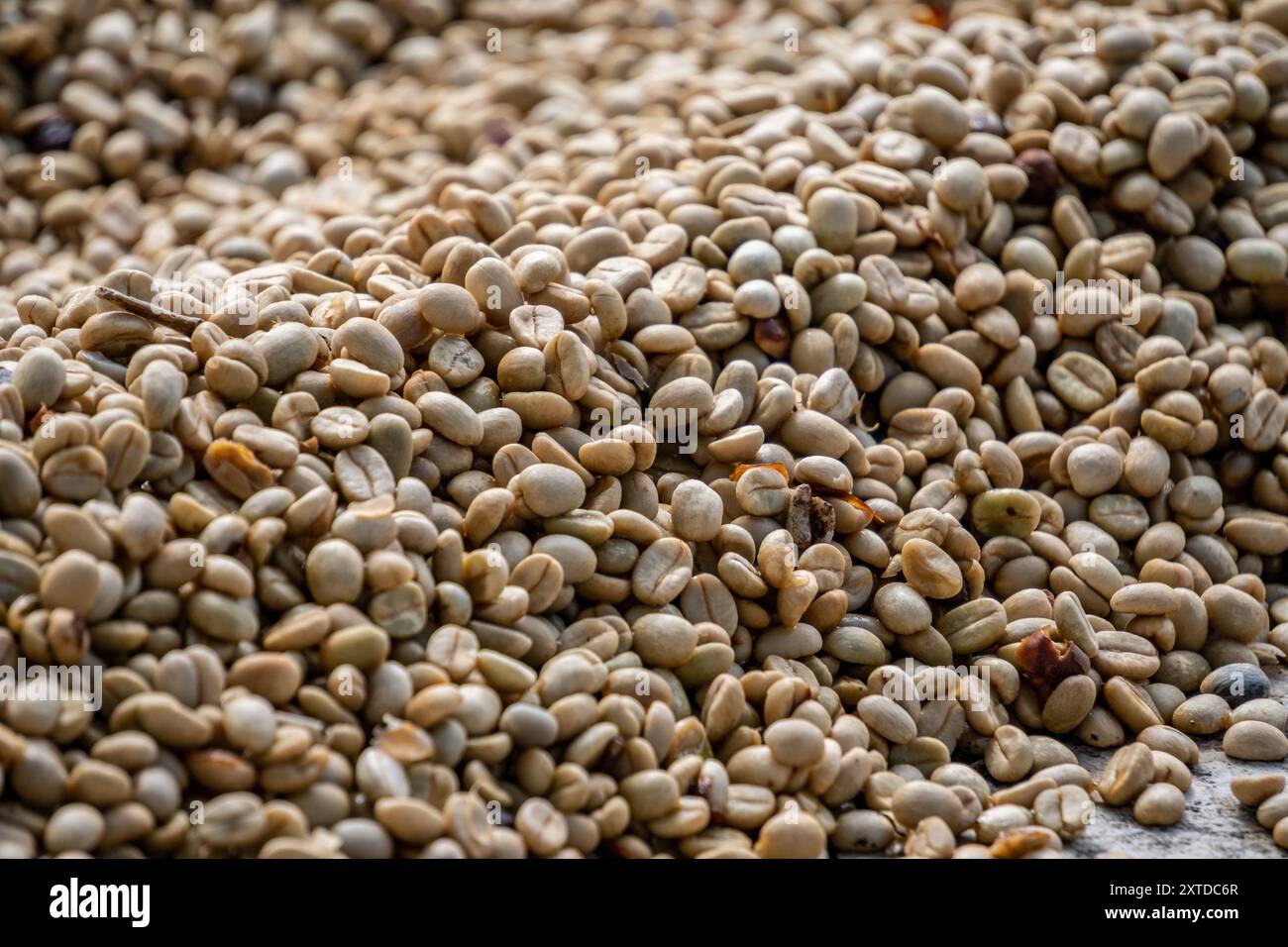 Coffee Farm (Finca Don Pepe), Panama Stock Photo - Alamy