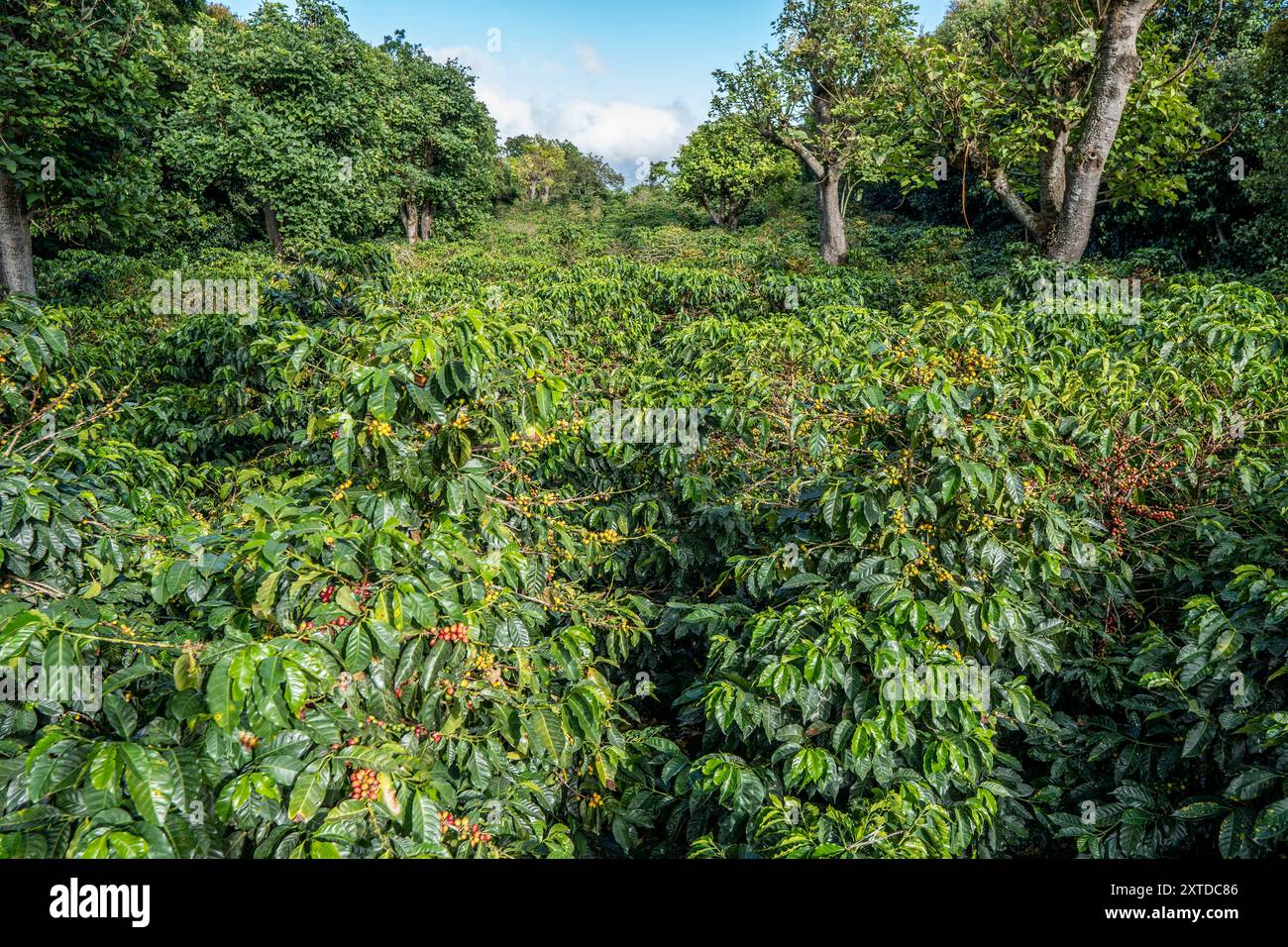 Coffee Farm (Finca Don Pepe), Panama Stock Photo - Alamy