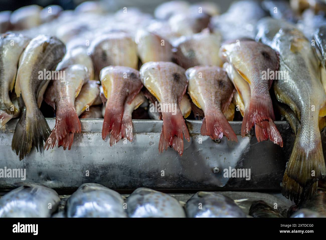 Panama City Mercado de Mariscos (Fish Market Stock Photo - Alamy
