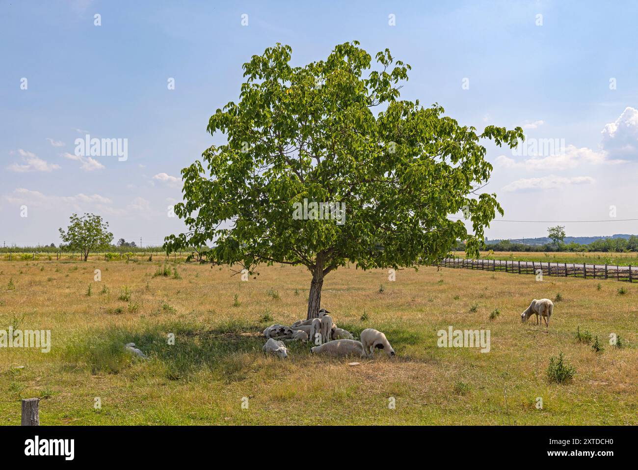 Sheep laying down under shade hi-res stock photography and images - Alamy