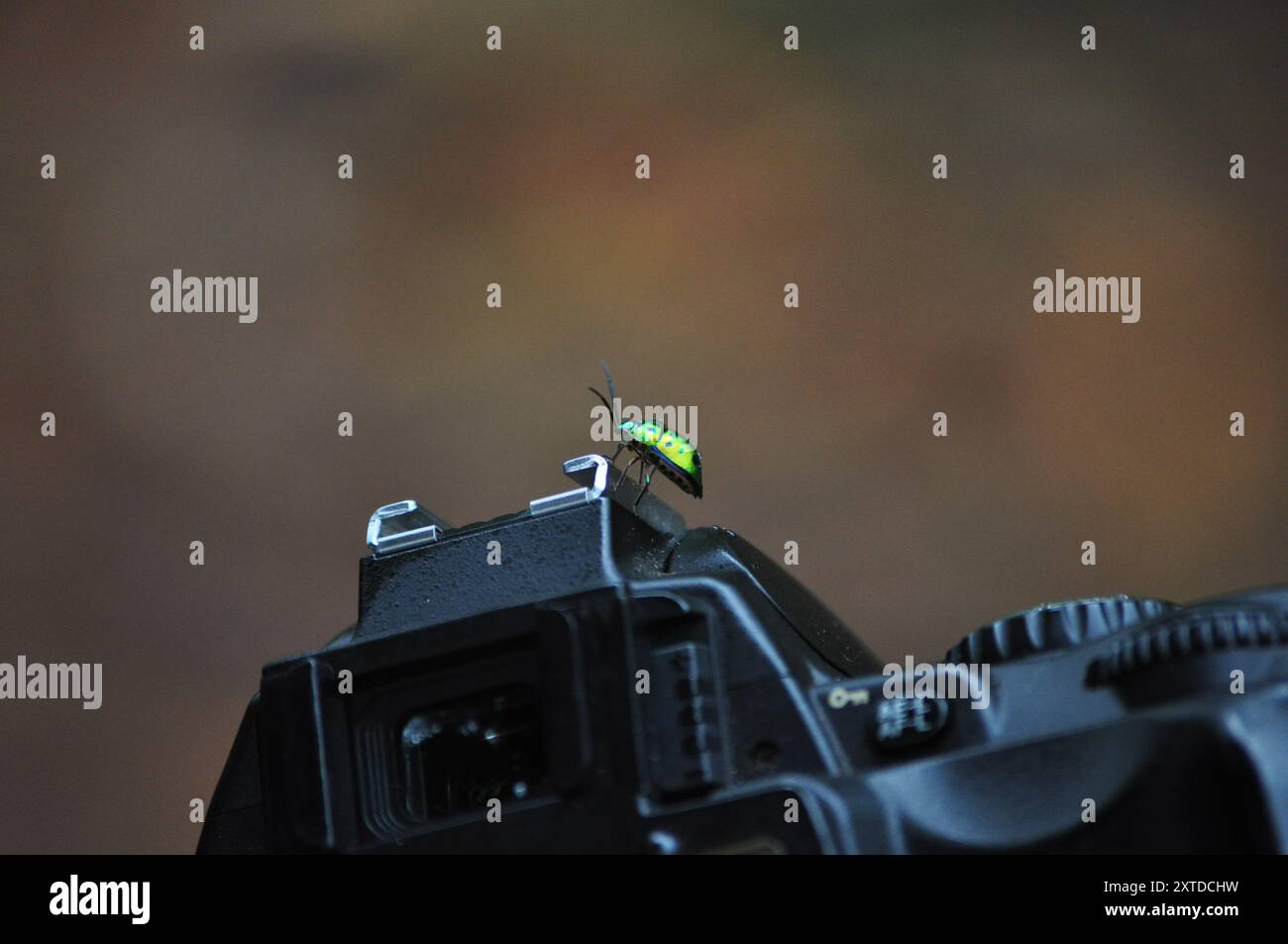 Green beetle on camera hi-res stock photography and images - Alamy