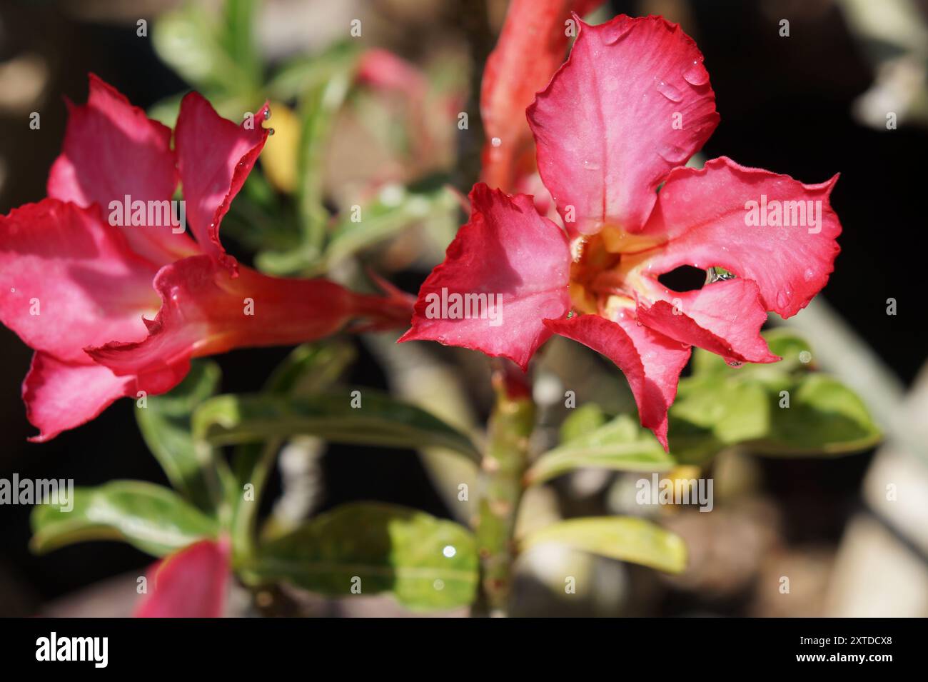 Maroon blossom hi-res stock photography and images - Alamy