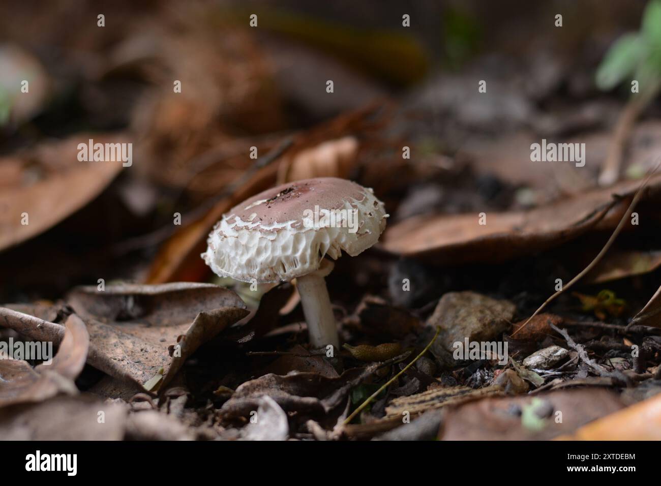 Native brown mushroom hi-res stock photography and images - Alamy