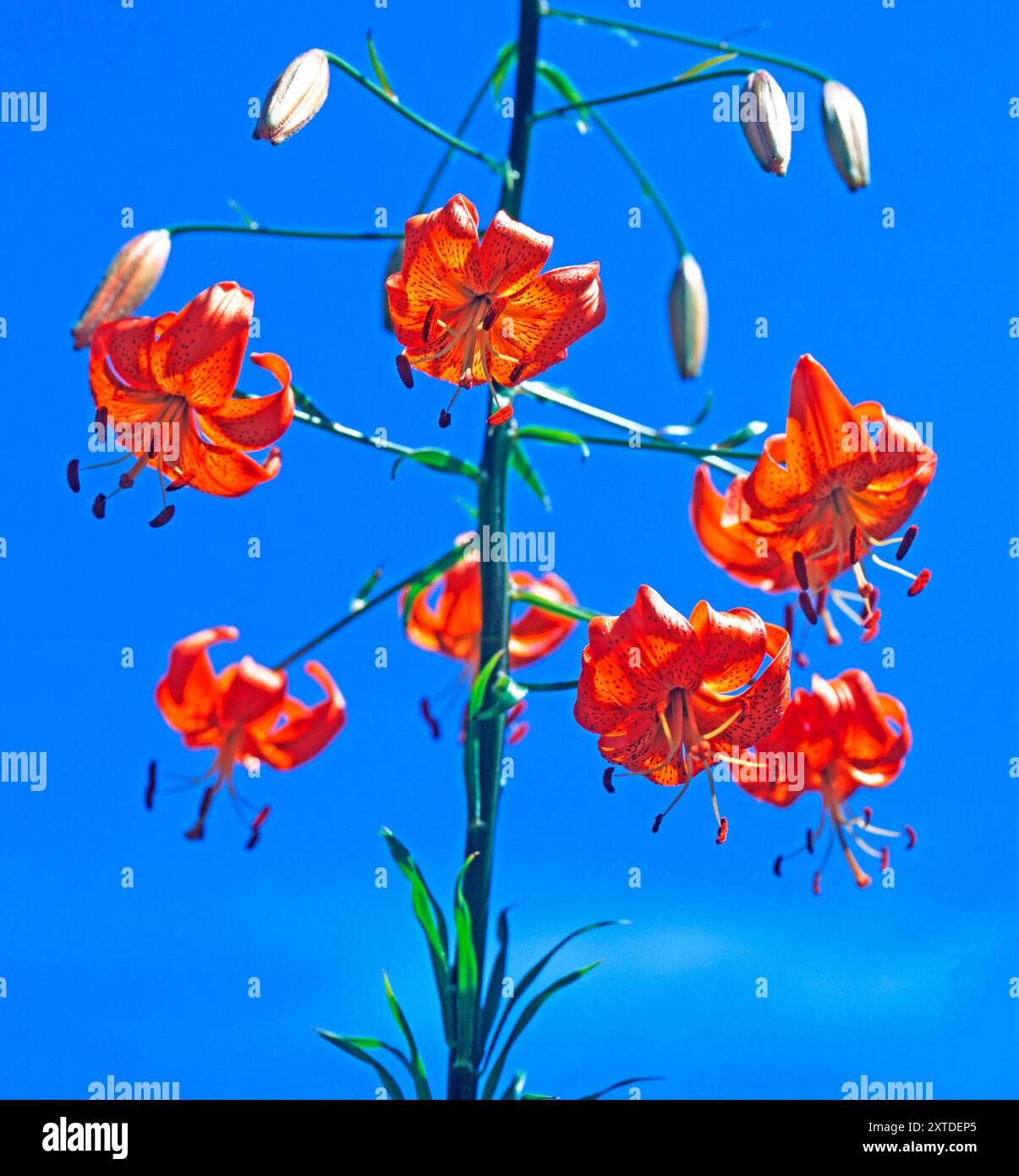 Urspungsheimat der Tigerlilien Lilium lancifolium sind Gebiete in China ...