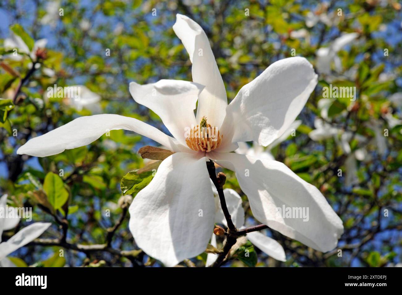 Im April erblueht die Weidenblaettrige Magnolie, Magnolia salicifolia ...