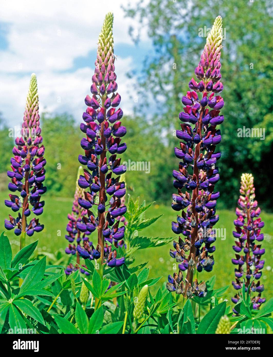 Bluehende lupine hi-res stock photography and images - Alamy