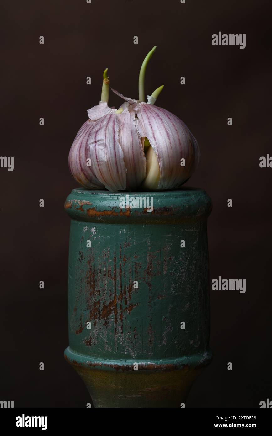 Sprouting Garlic Still Life #2 Stock Photo - Alamy