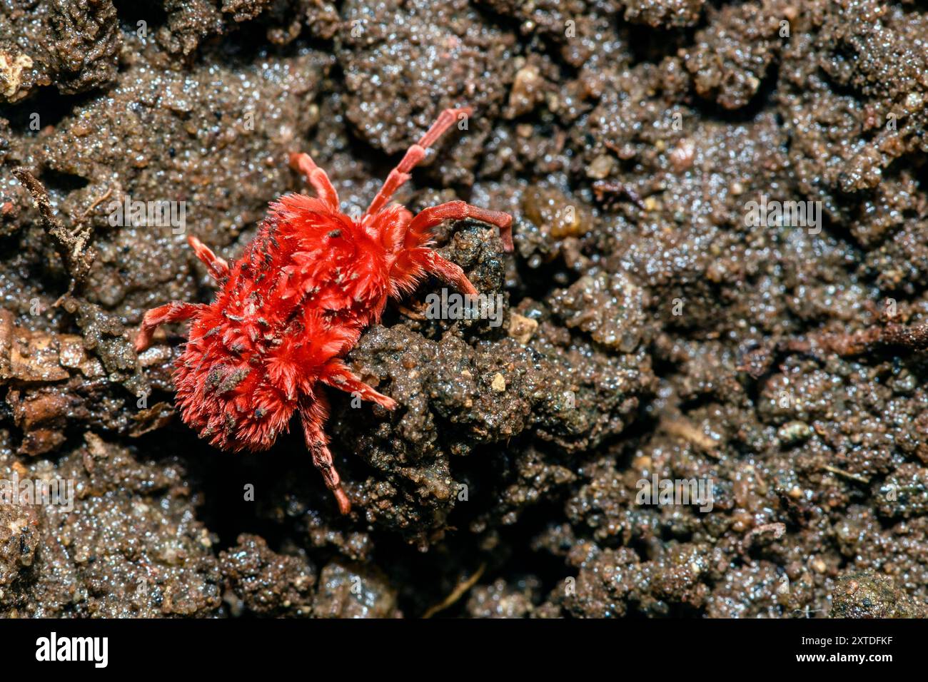 Dinothrombium magnificum hi-res stock photography and images - Alamy