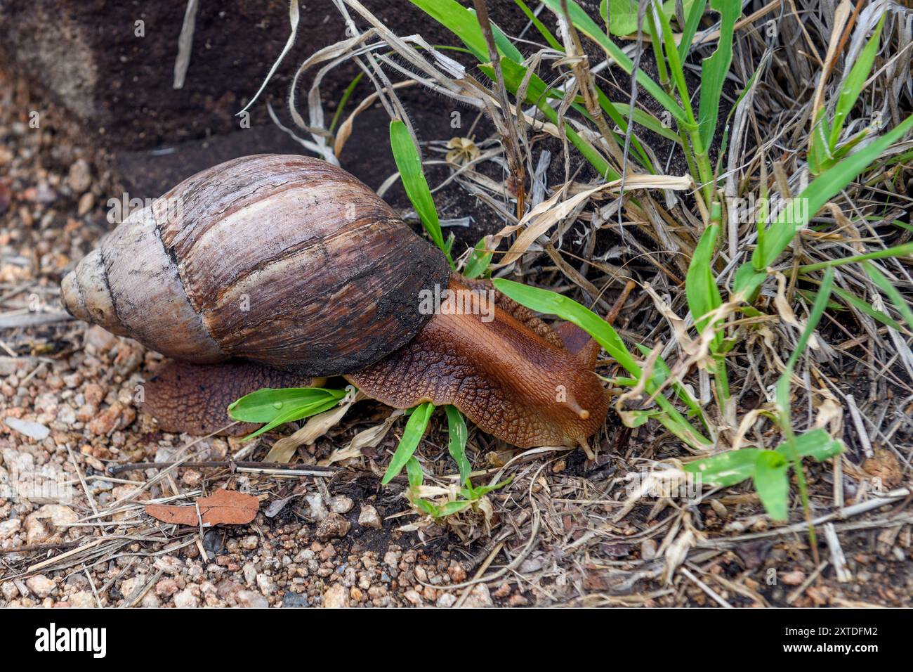African giant land snail (Lissachatina fulica) from Kruger NP, South ...