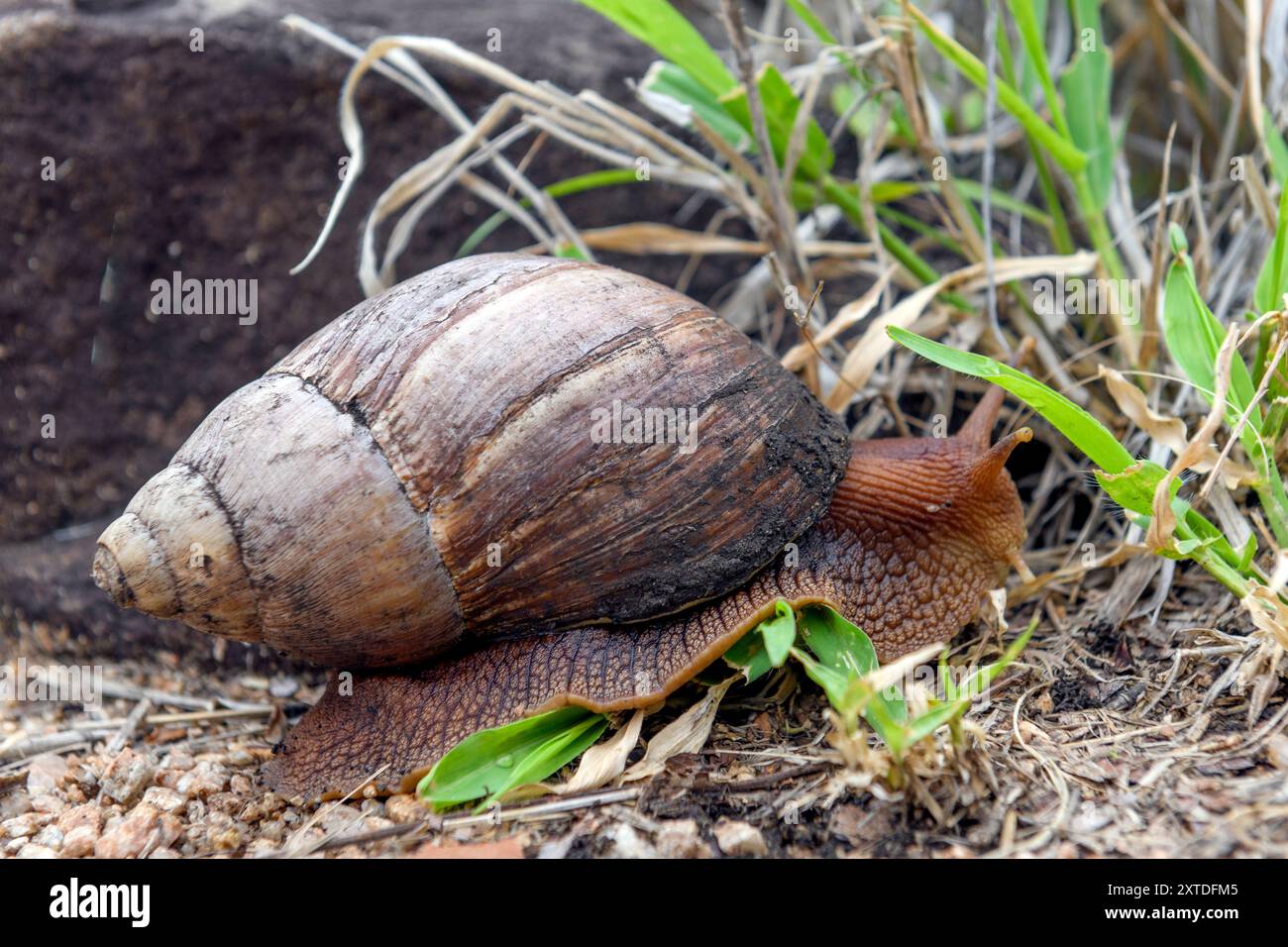 African giant land snail (Lissachatina fulica) from Kruger NP, South ...
