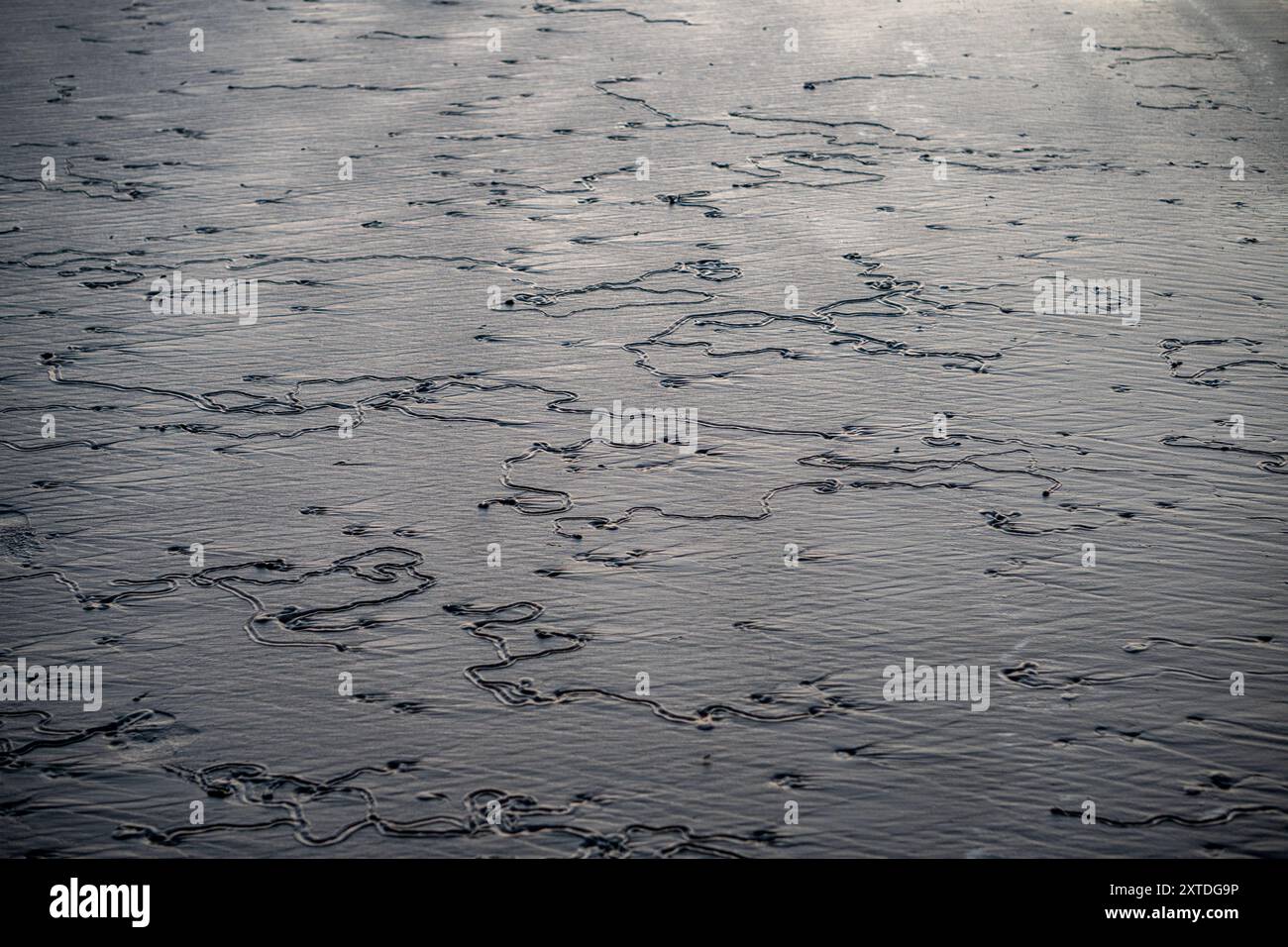Beach in Las Lajas, trails across the sand Stock Photo - Alamy