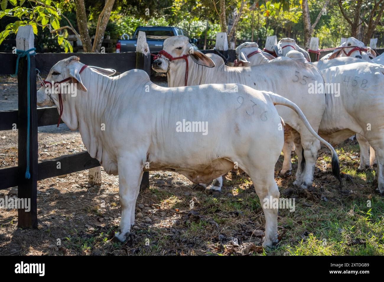 Livestock numbers hi-res stock photography and images - Alamy