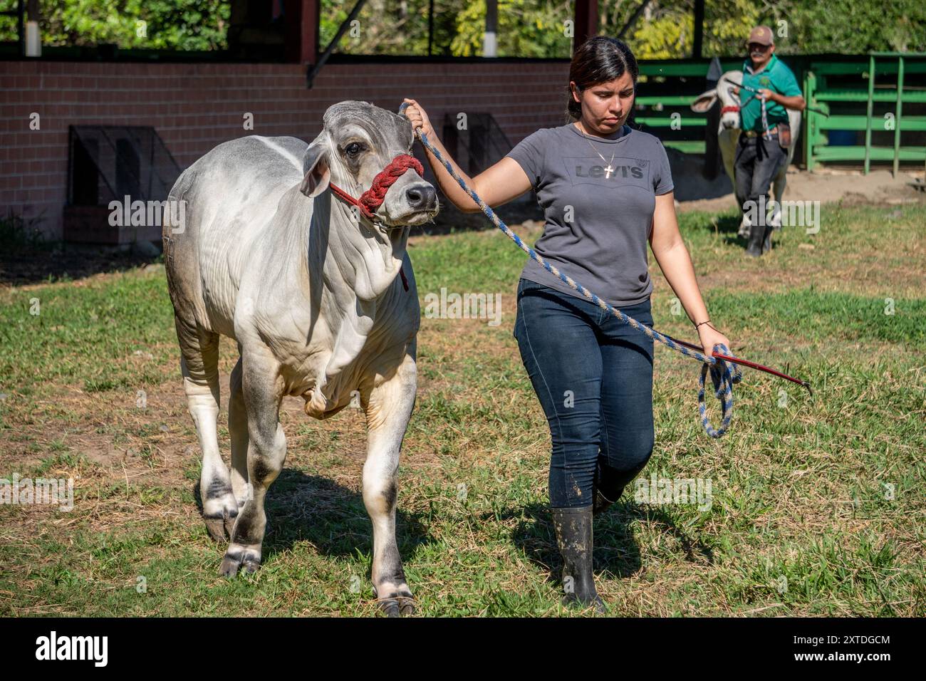 Hermanos Motta PZA Farm. Livestock show cattle in Panama Stock Photo ...
