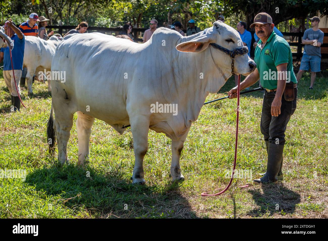 Hermanos Motta PZA Farm. Livestock show cattle in Panama Stock Photo ...