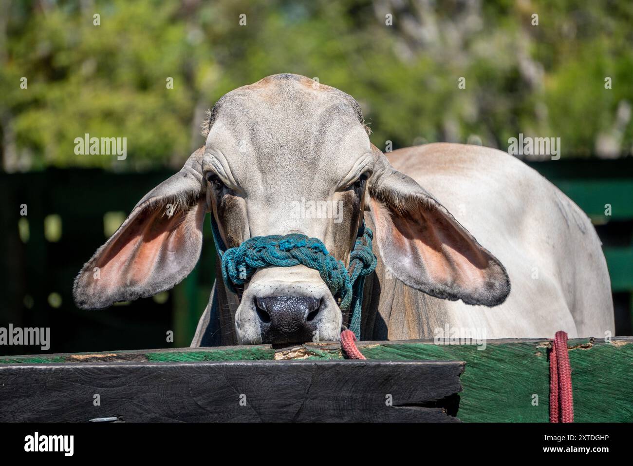 Brahman cattle close up hi-res stock photography and images - Alamy