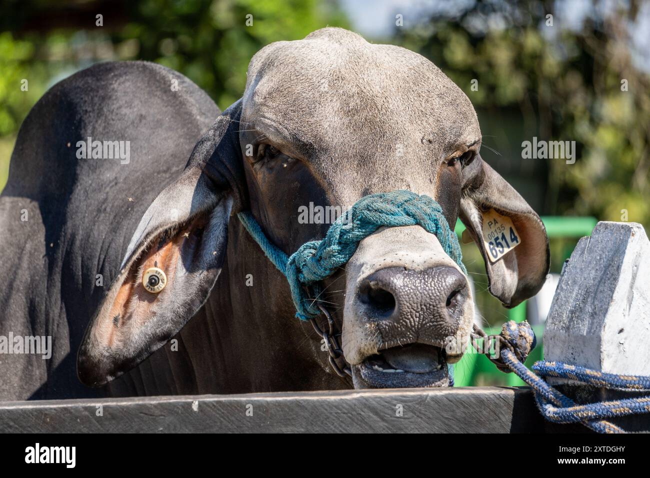 Hermanos Motta PZA Farm. Livestock show cattle in Panama Stock Photo ...