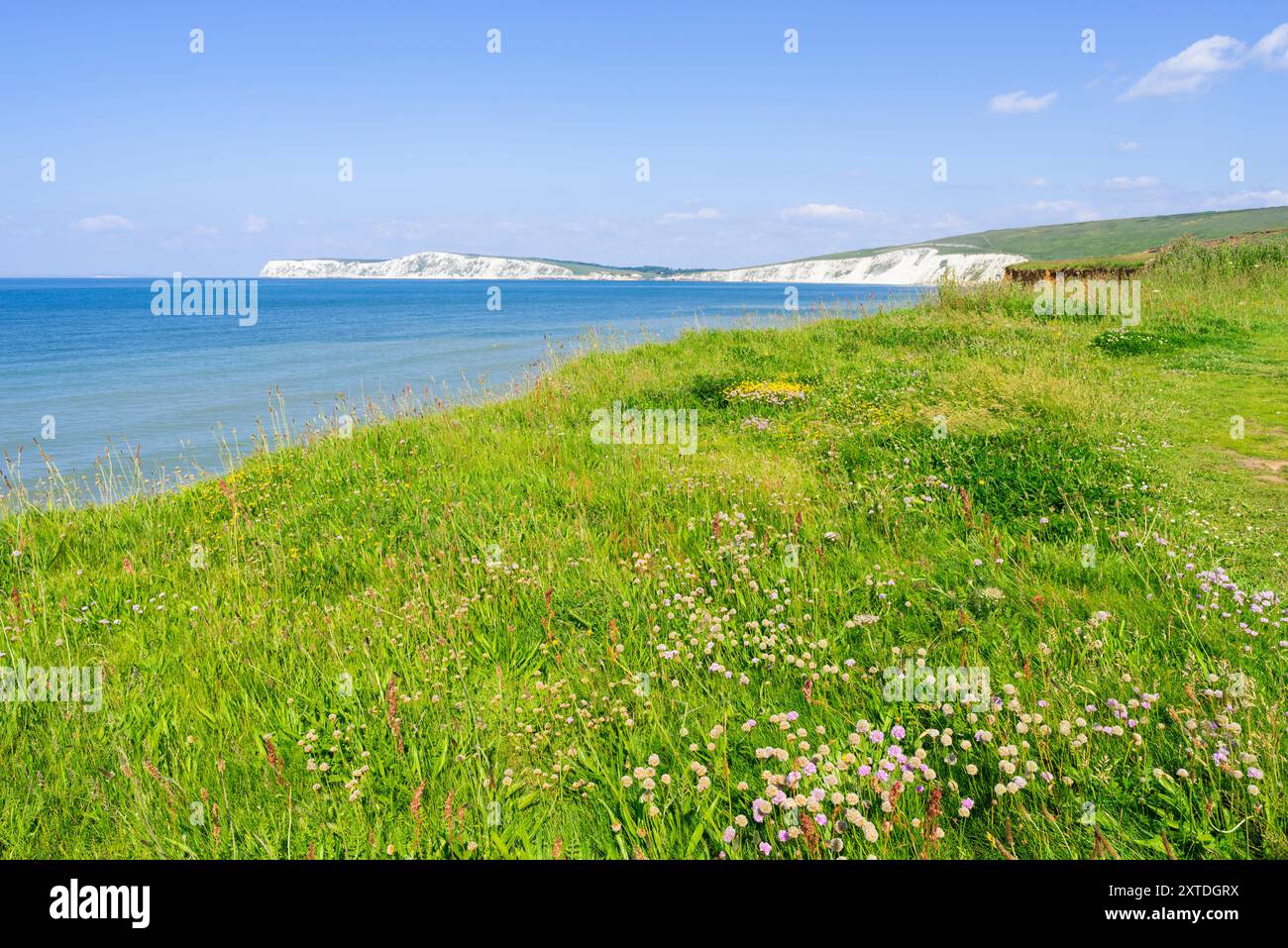 Isle of Wight UK - West Wight Compton bay Isle of Wight Wildflowers on ...