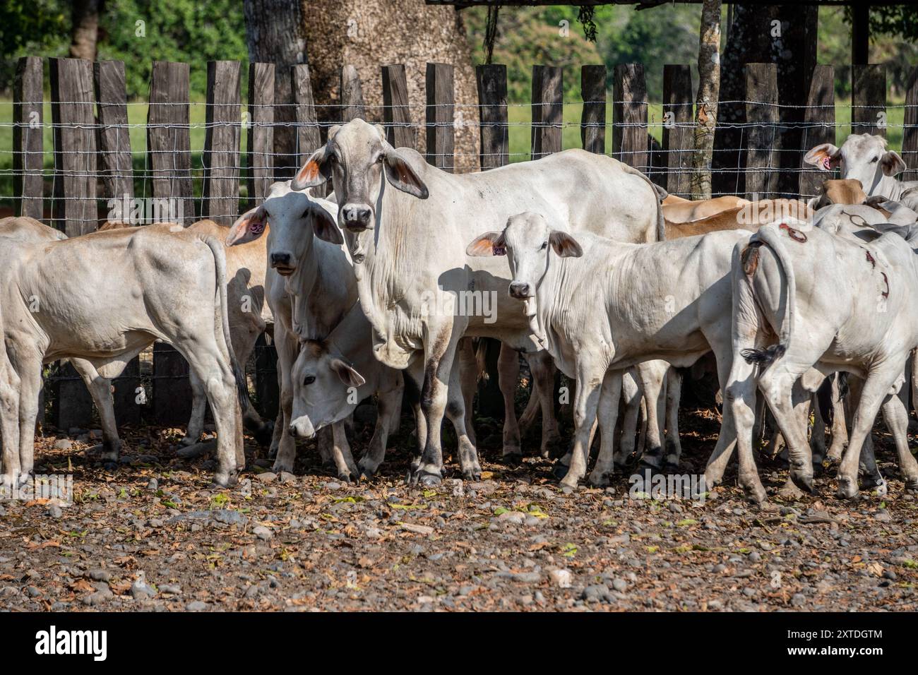 Hermanos Motta PZA Farm. Cattle ranch in Panama Stock Photo - Alamy