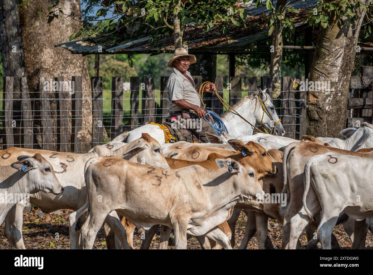 Hermanos Motta PZA Farm. Cattle ranch in Panama Stock Photo - Alamy
