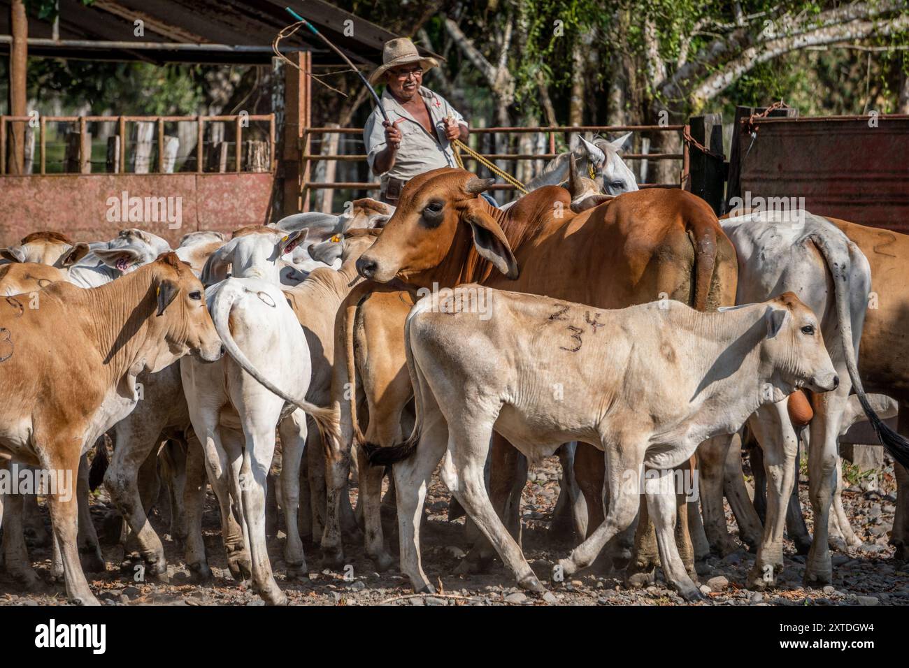 Hermanos Motta PZA Farm. Cattle ranch in Panama Stock Photo - Alamy