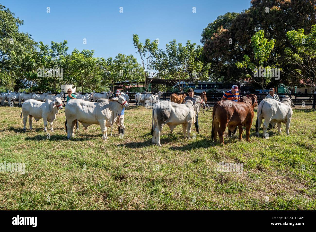 Hermanos Motta PZA Farm, Livestock show cattle, rice packing, cattle ...