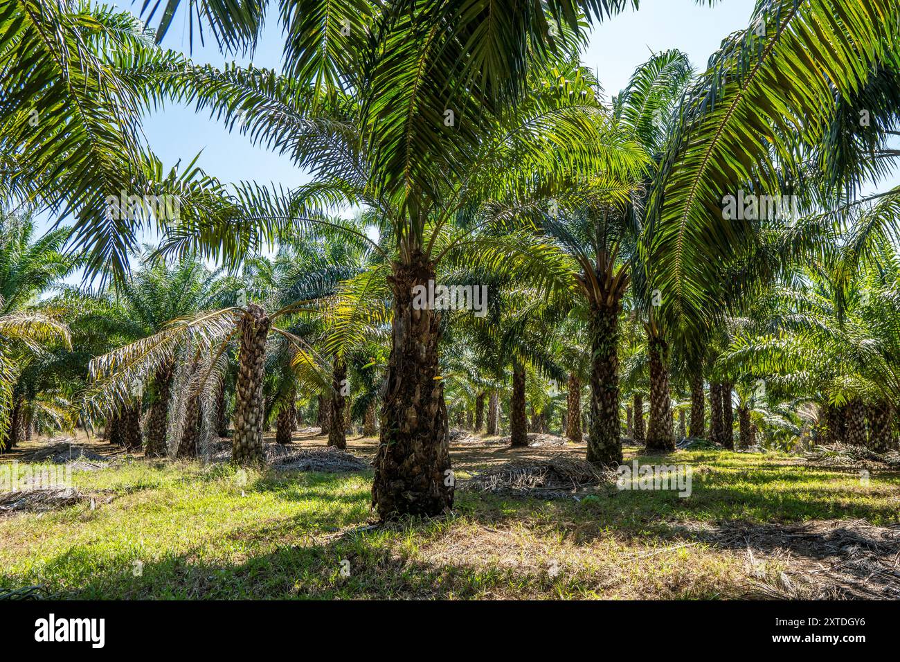 Hermanos Motta PZA Farm, Livestock show cattle, rice packing, cattle ...