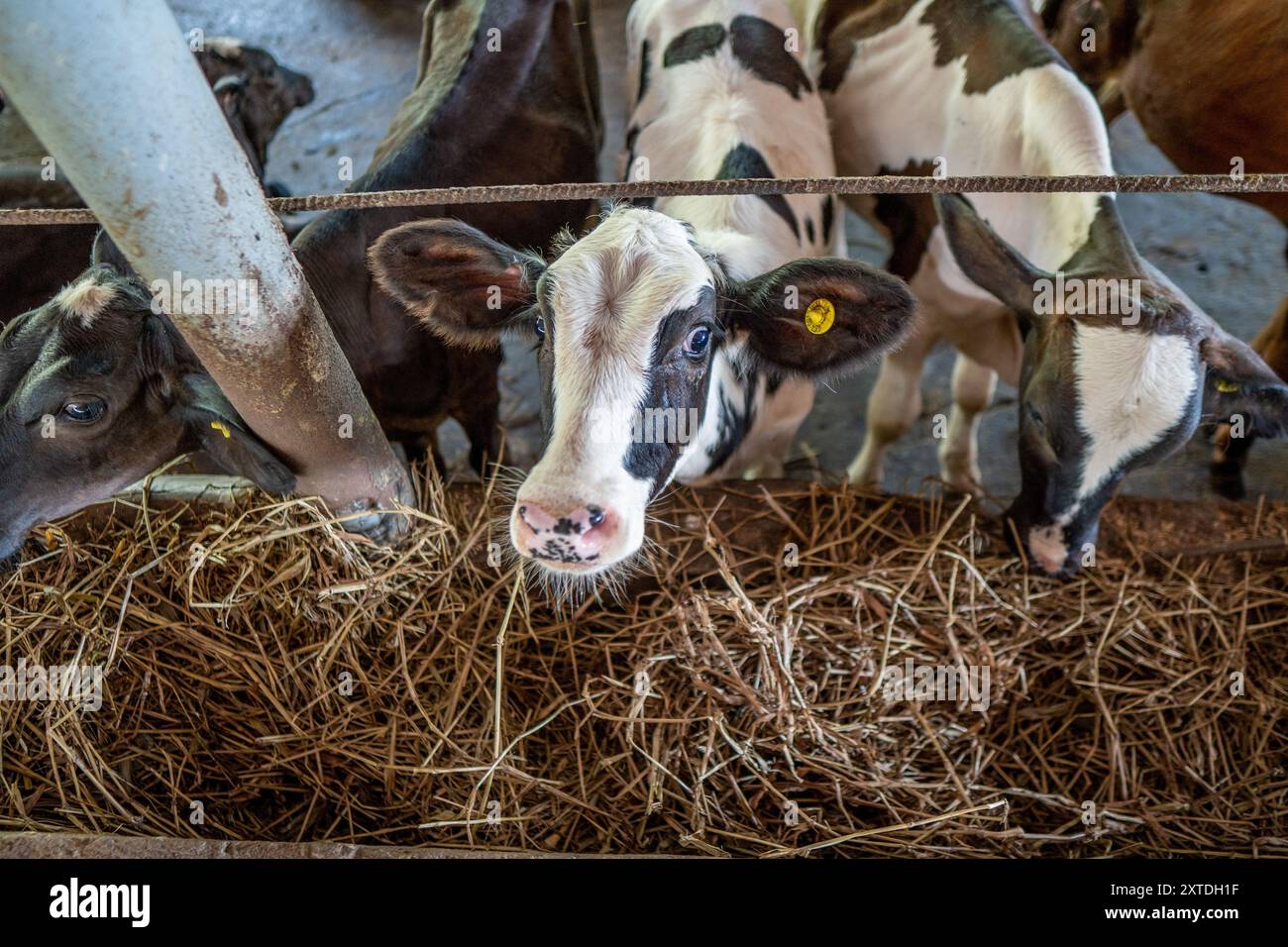 Hermanos Motta PZA Farm. Cattle ranch in Panama Stock Photo - Alamy