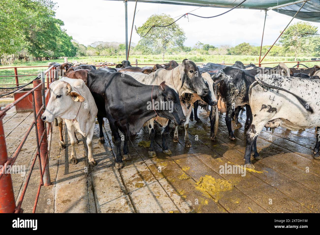 Hermanos Motta PZA Farm. Cattle ranch in Panama Stock Photo - Alamy