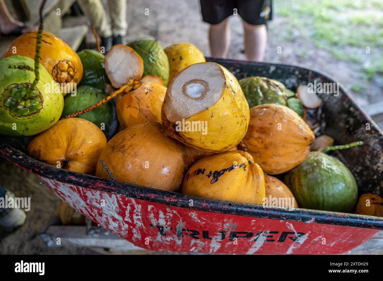 Hermanos Motta PZA Farm. Cattle ranch in Panama Santa Lucia, Panama ...