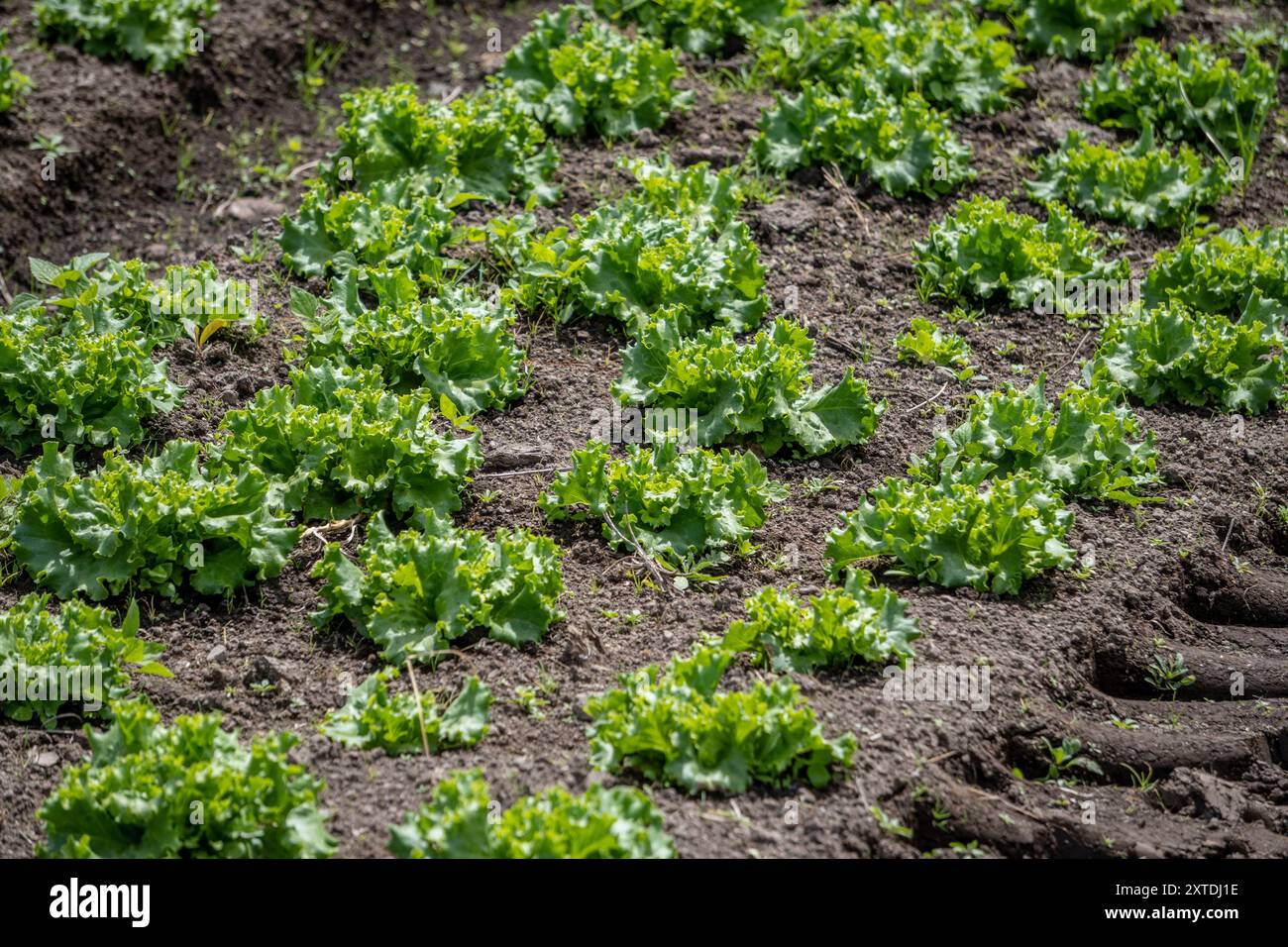 Veggie Farm Cerro Punta, Panama Stock Photo - Alamy