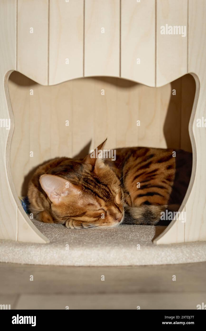 Bengal cat napping in cat house. Cat sleeping inside cat furniture ...