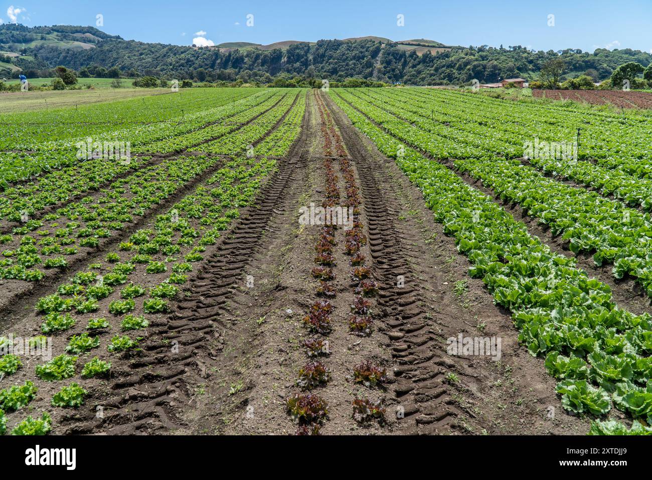 Veggie Farm Cerro Punta, Panama Stock Photo - Alamy