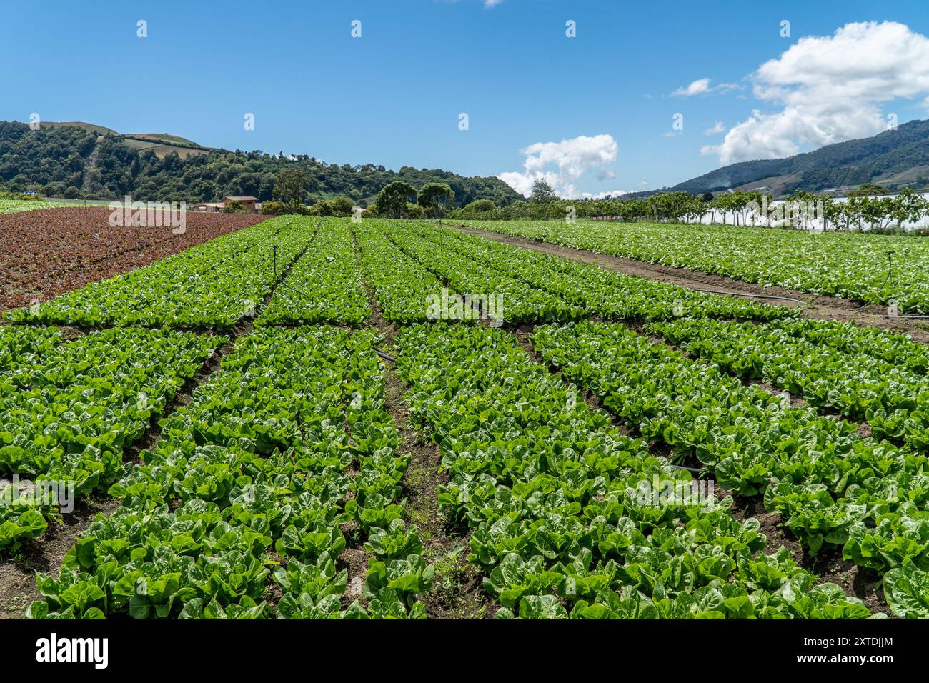 Veggie Farm Cerro Punta, Panama Stock Photo - Alamy