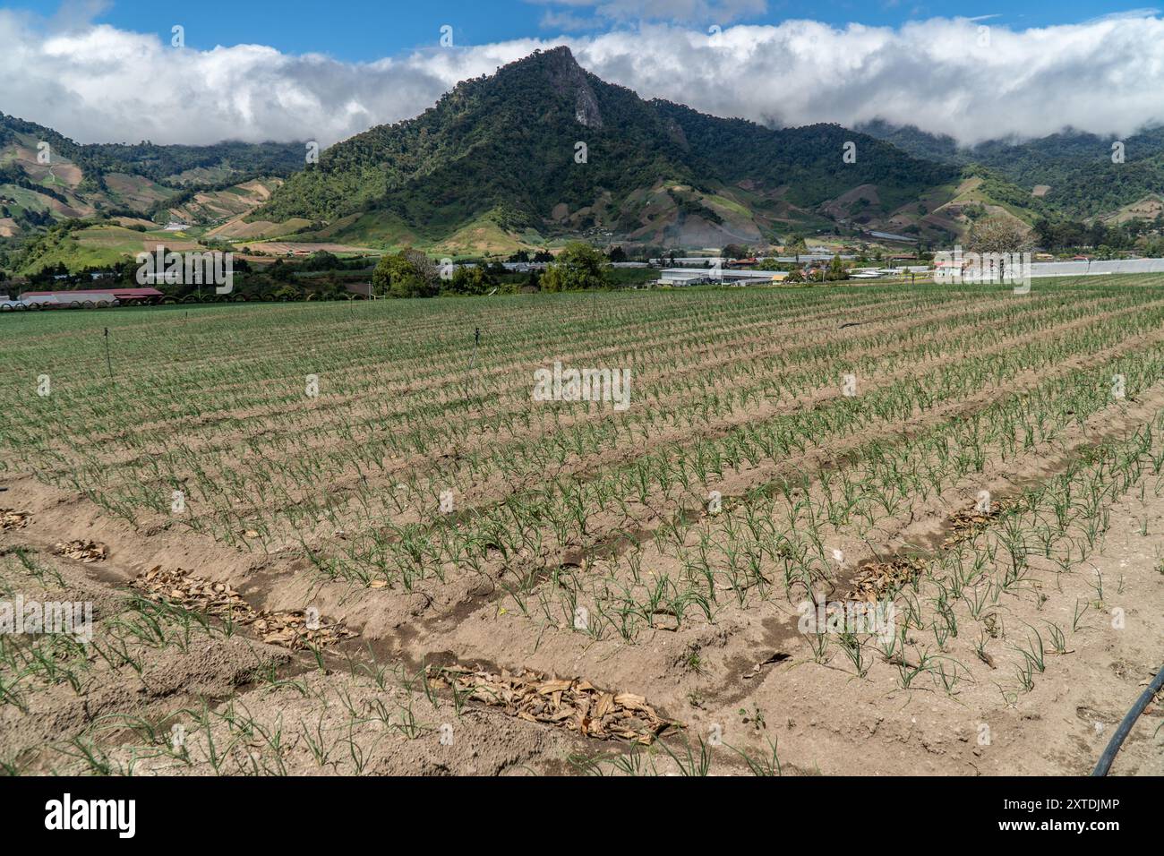 Veggie Farm Cerro Punta, Panama Stock Photo - Alamy