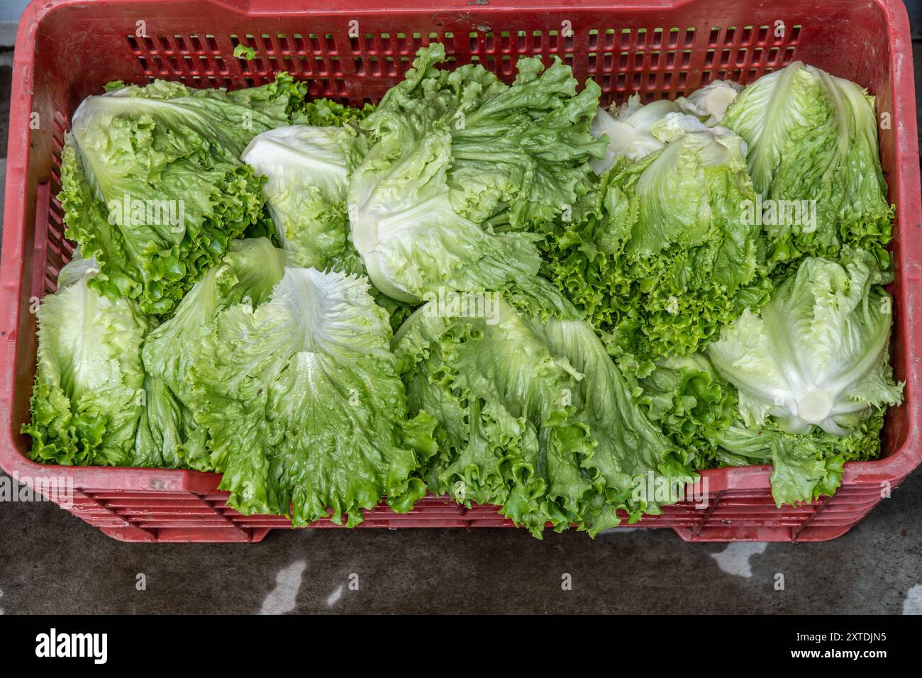 Veggie Farm Cerro Punta, Panama Stock Photo - Alamy