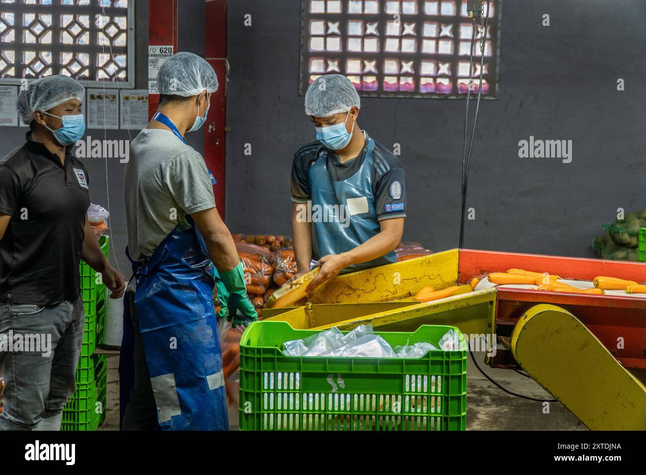 Workers processing produce from Veggie Farm Cerro Punta, Panama Stock ...