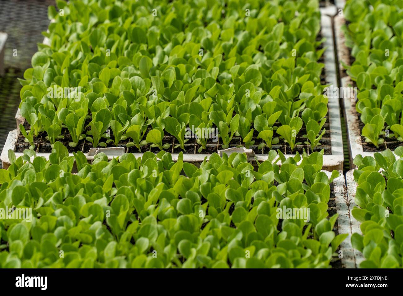 Greenhouse at Veggie Farm Cerro Punta, Panama Stock Photo - Alamy