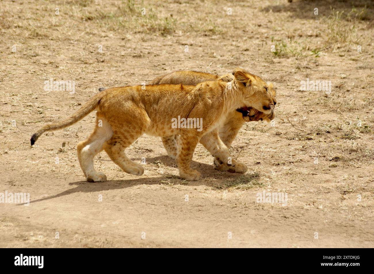 two baby lions playing in the Serengeti Tanzania Stock Photo - Alamy
