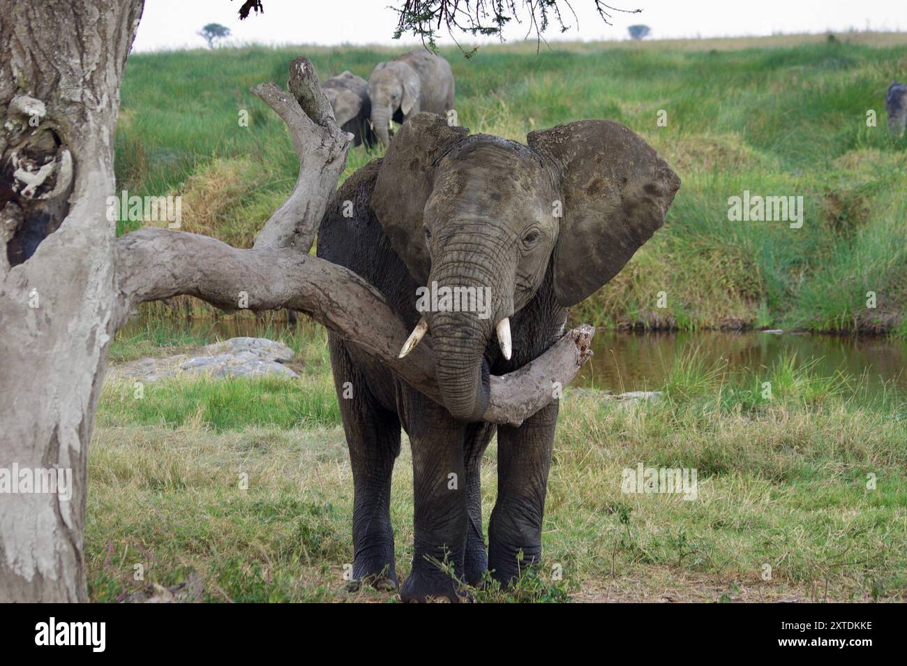 Baby elephant scratching on a branch in the Serengeti, Tanzania Stock ...